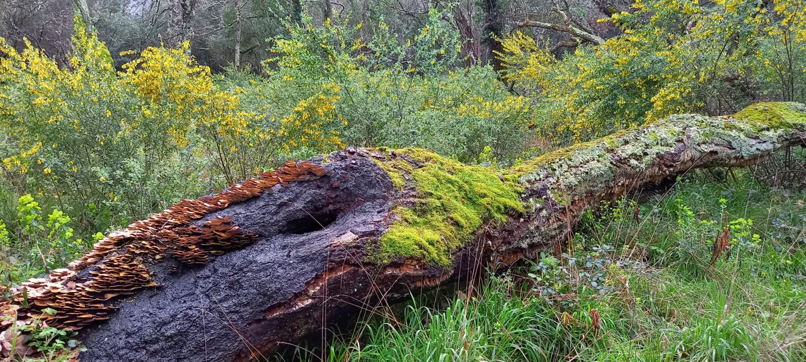 FRÈRES d'ARBRES : Un livre aussi libre qu'un arbre
