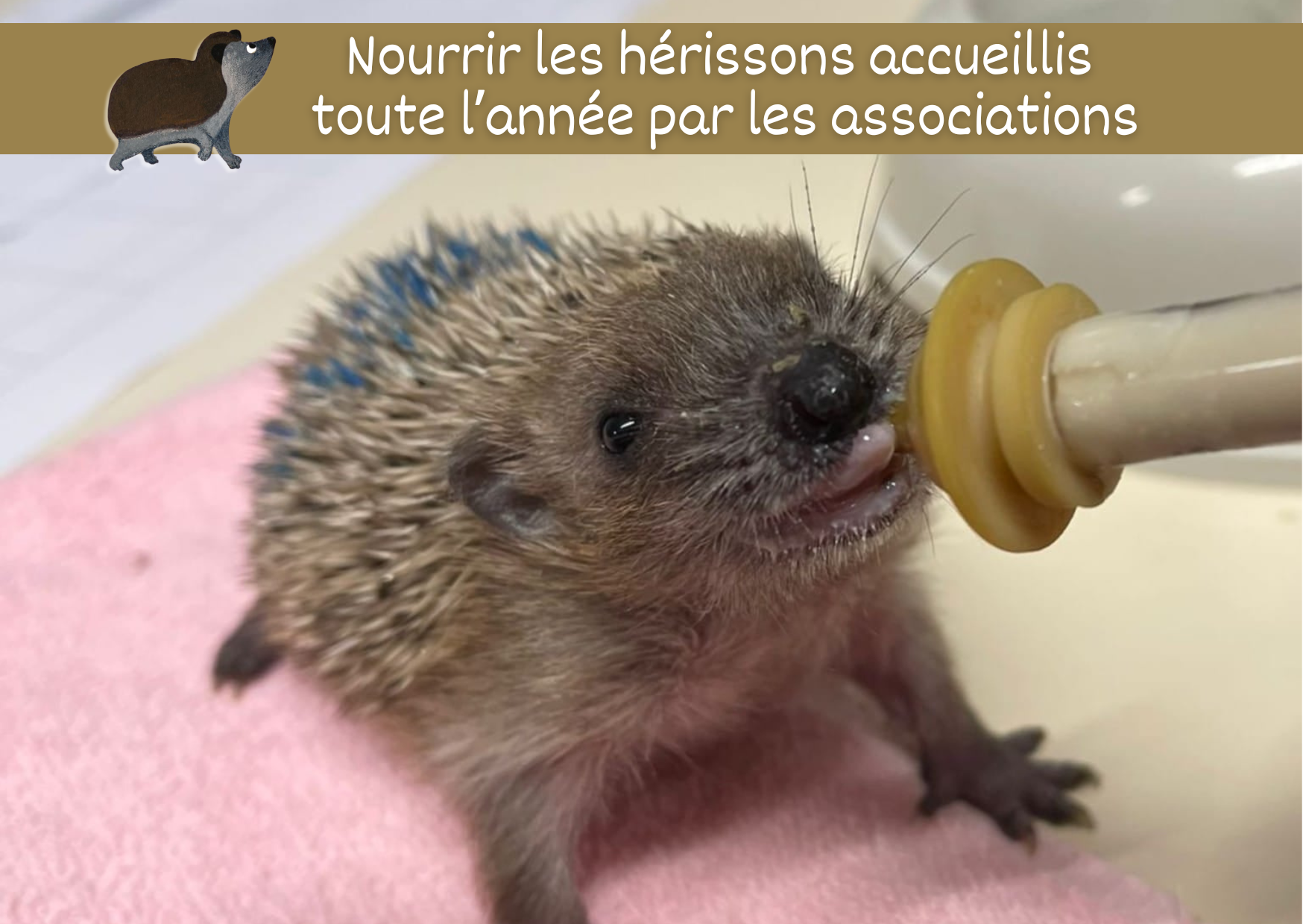 Gilbert le hérisson - Ulule