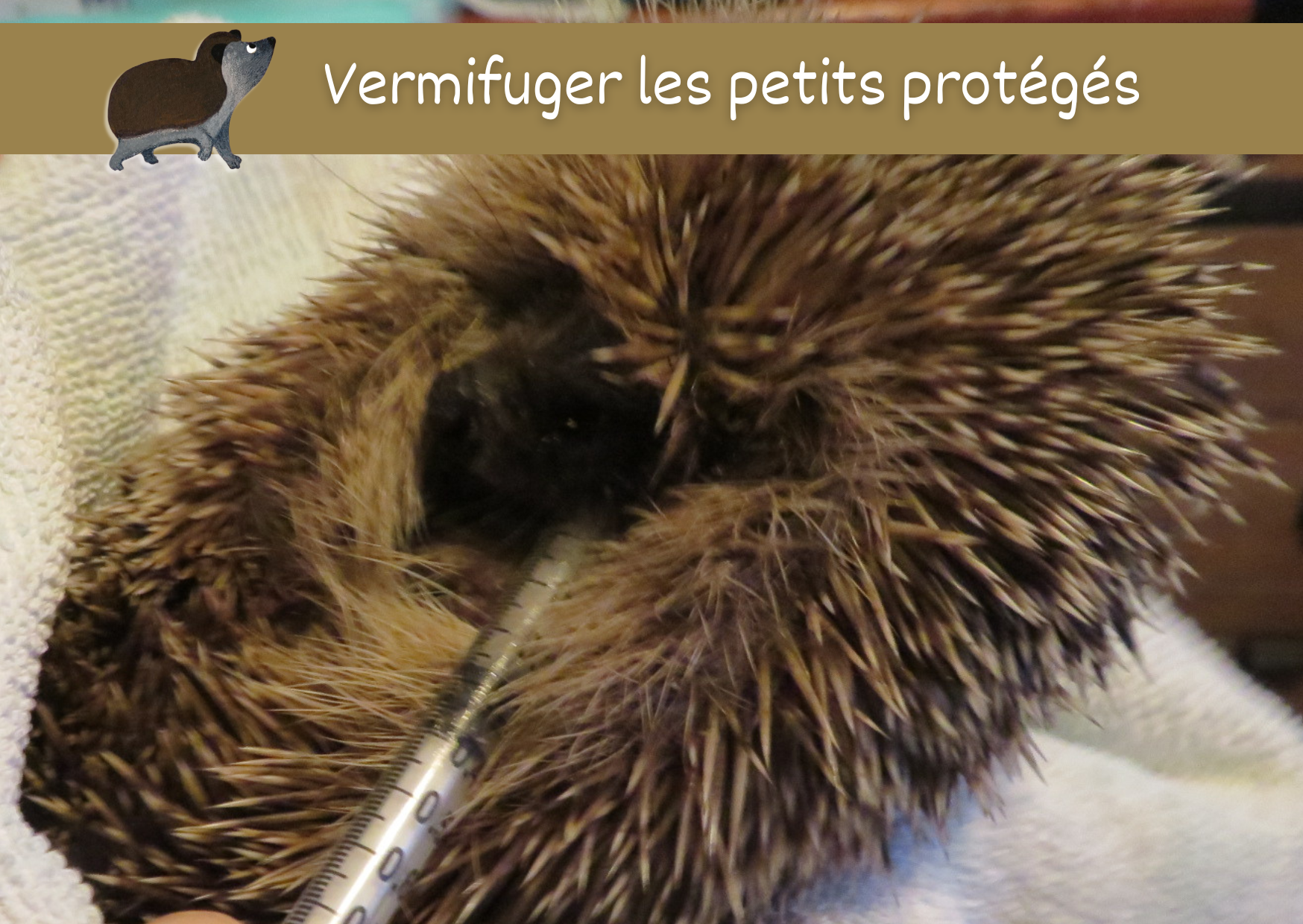 Gilbert le hérisson - Ulule