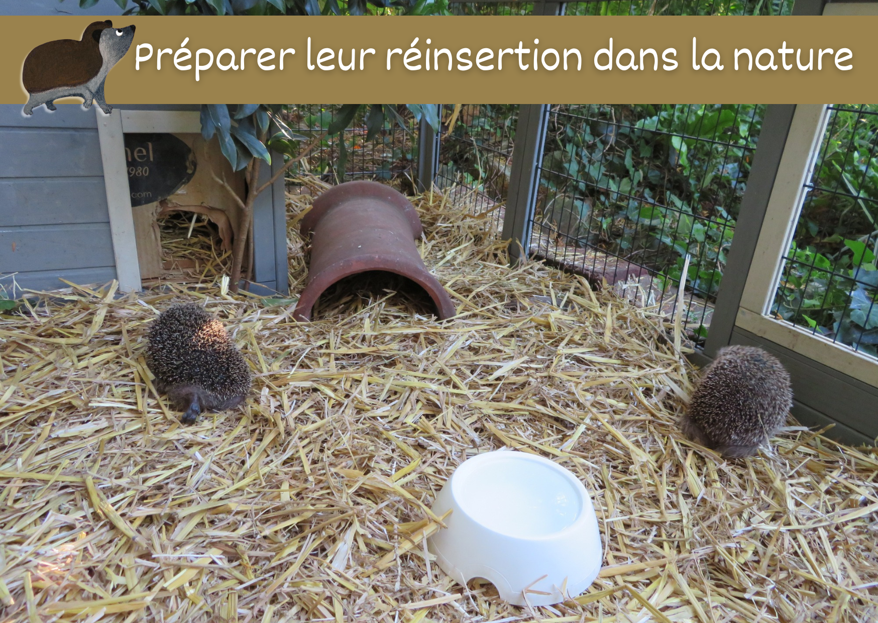 Gilbert le hérisson - Ulule