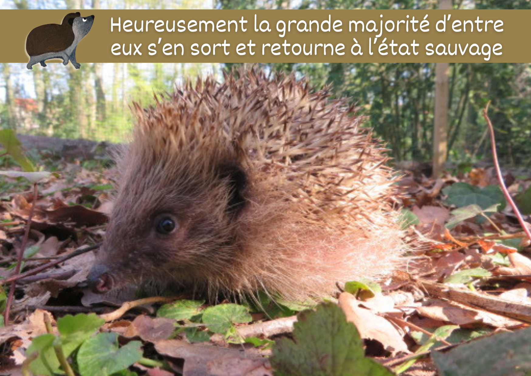 Gilbert le hérisson - Ulule