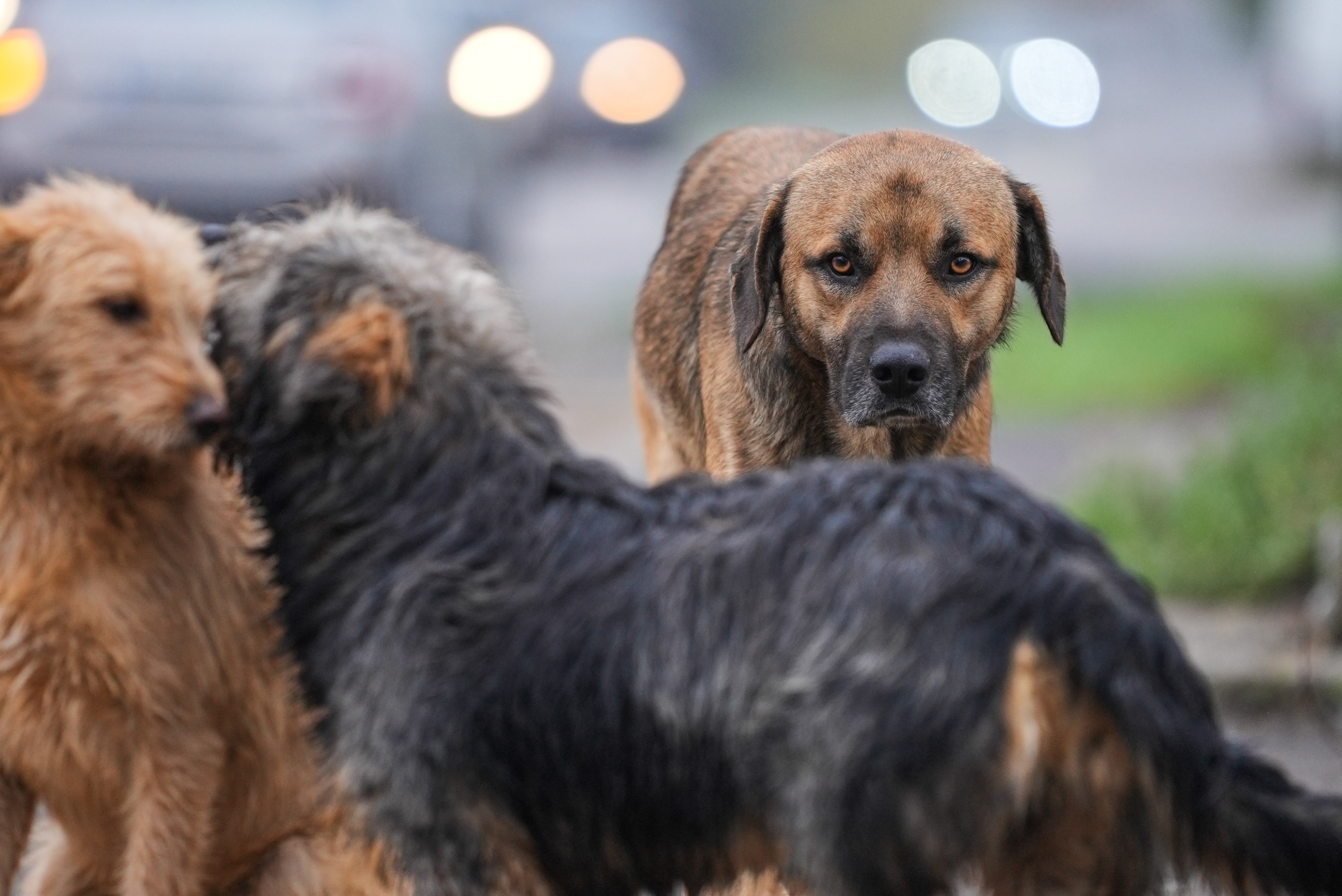 SANS COLLIERS, le film - Ulule