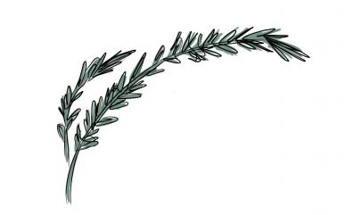 Tarot des bourgeons et Oracle des lectures obscures - Ulule