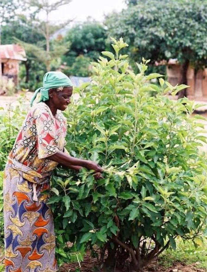 EBINI – La tradition africaine mijotée en bocal - Ulule