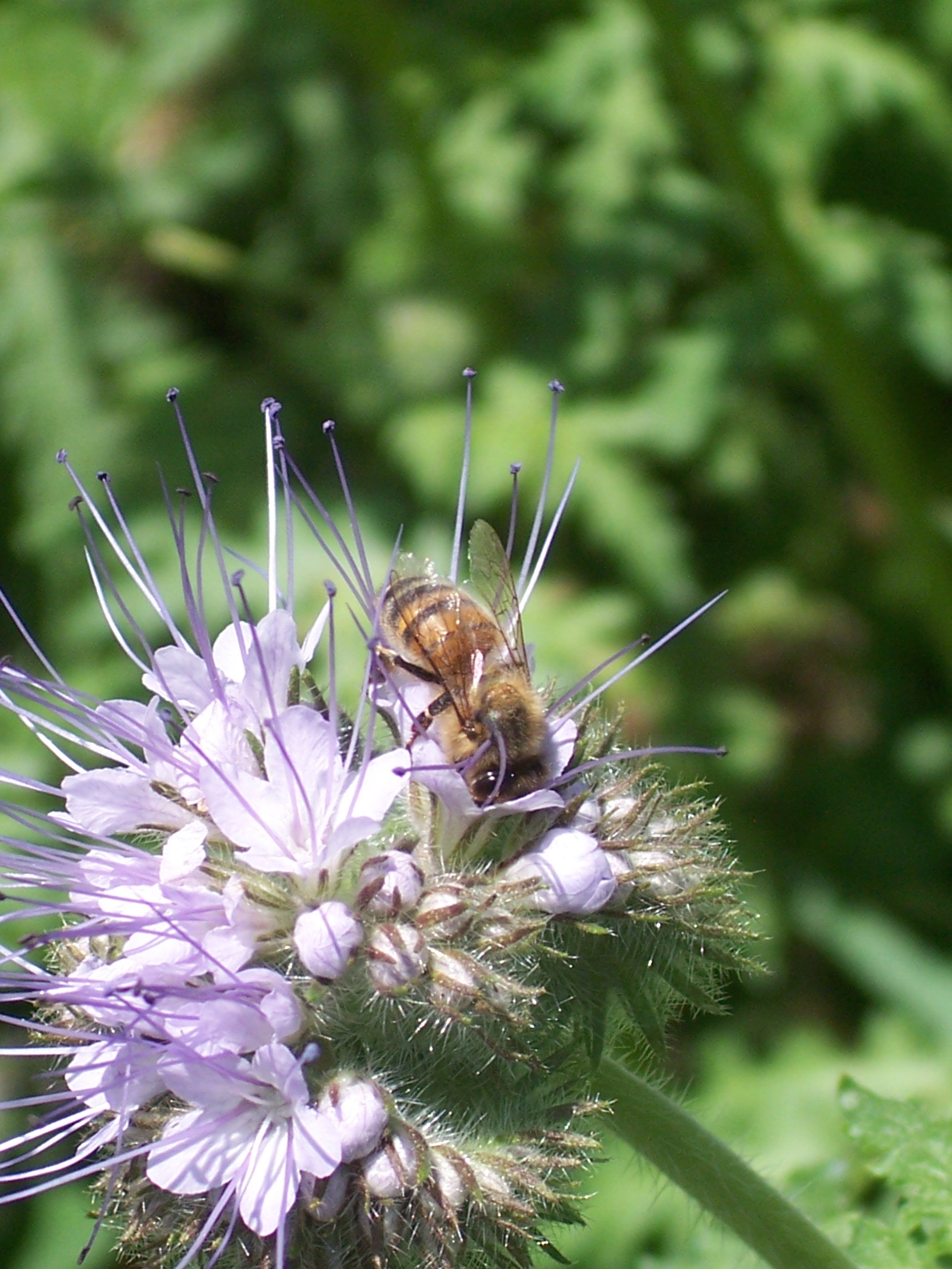 sandraanselmetbaize - Ulule