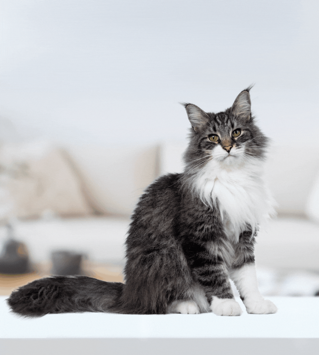 FELOME le bilan génétique de votre chat en France
