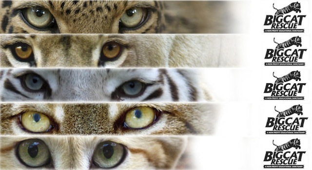 Charles Corbeau - Ulule