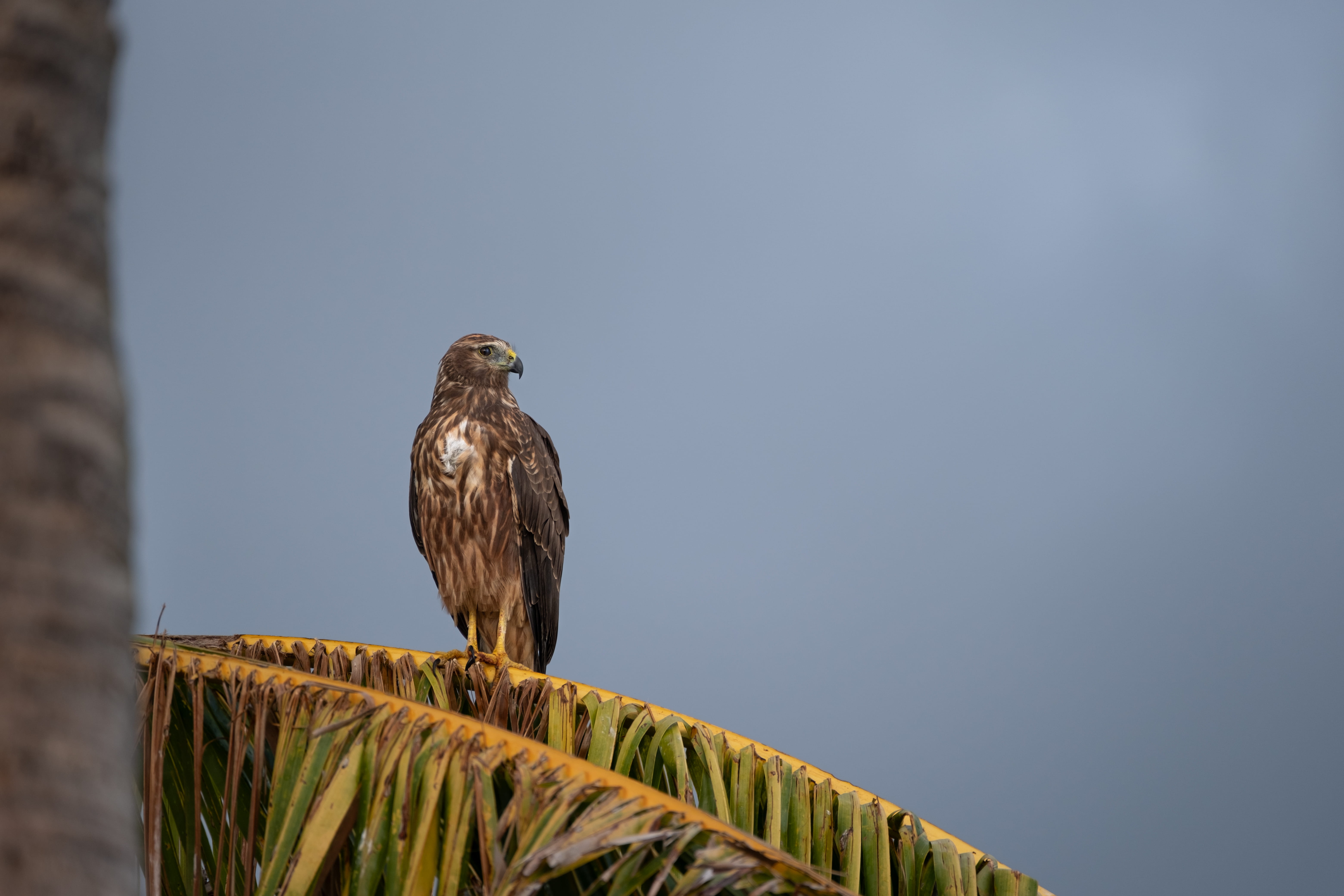PAPANGUE, l'ultime rapace de l'île - Ulule