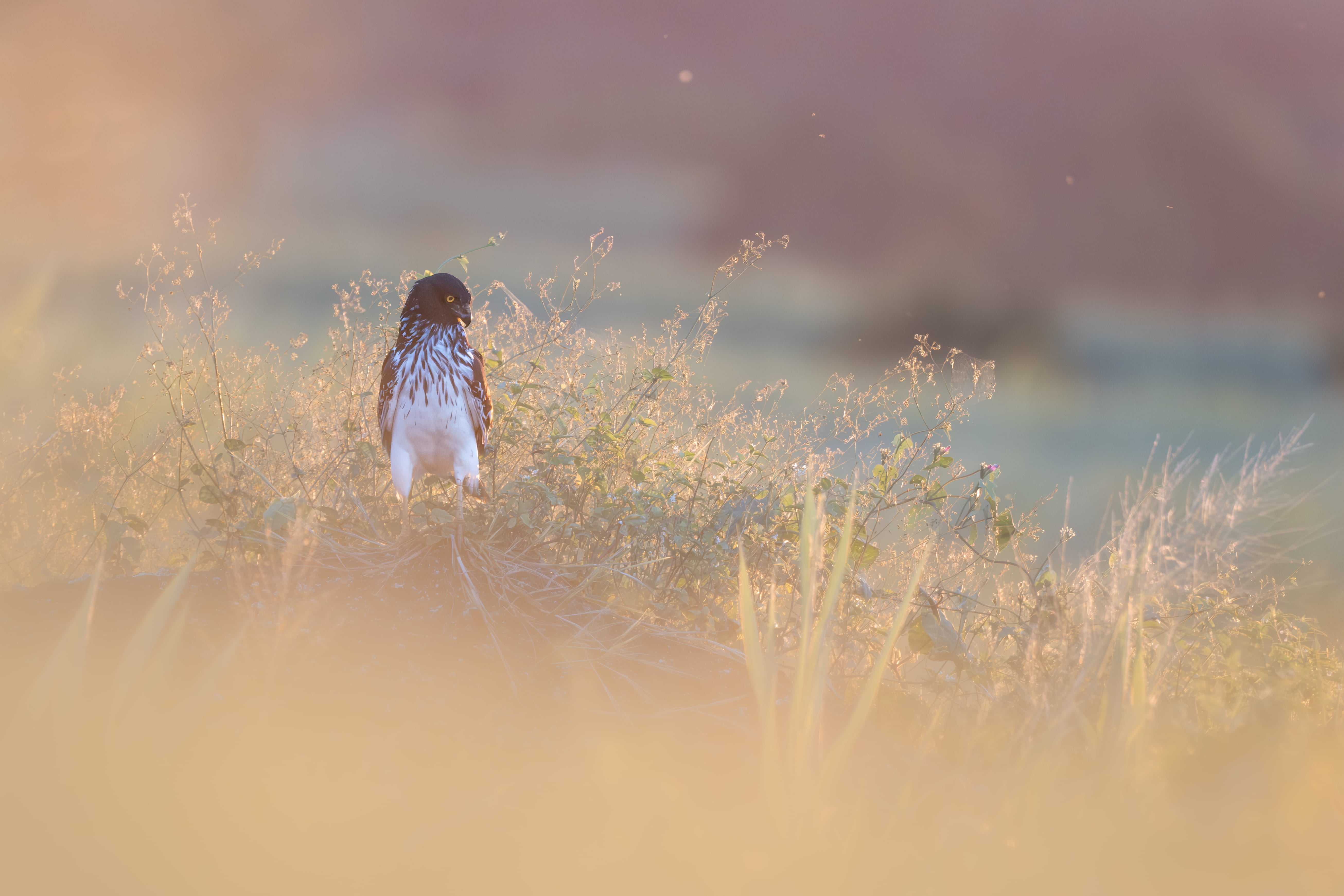 PAPANGUE, l'ultime rapace de l'île - Ulule