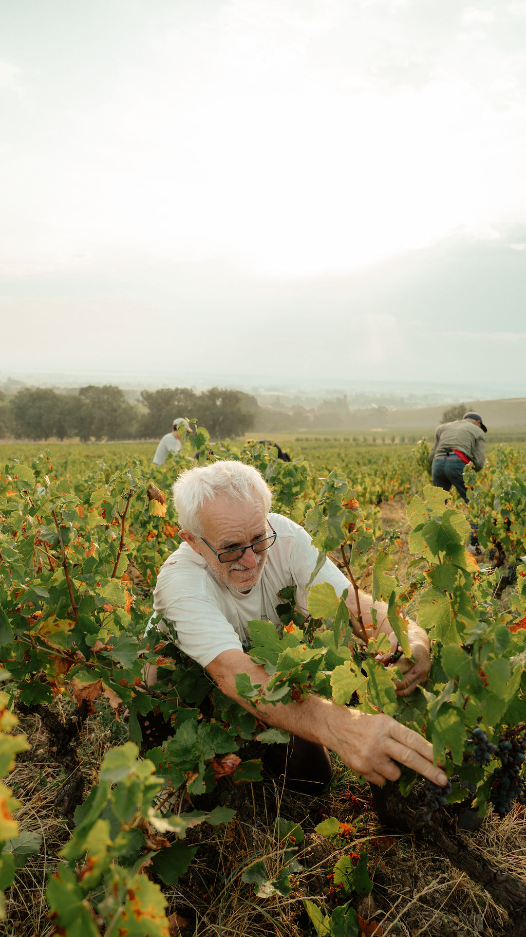 Du vin, une chanson