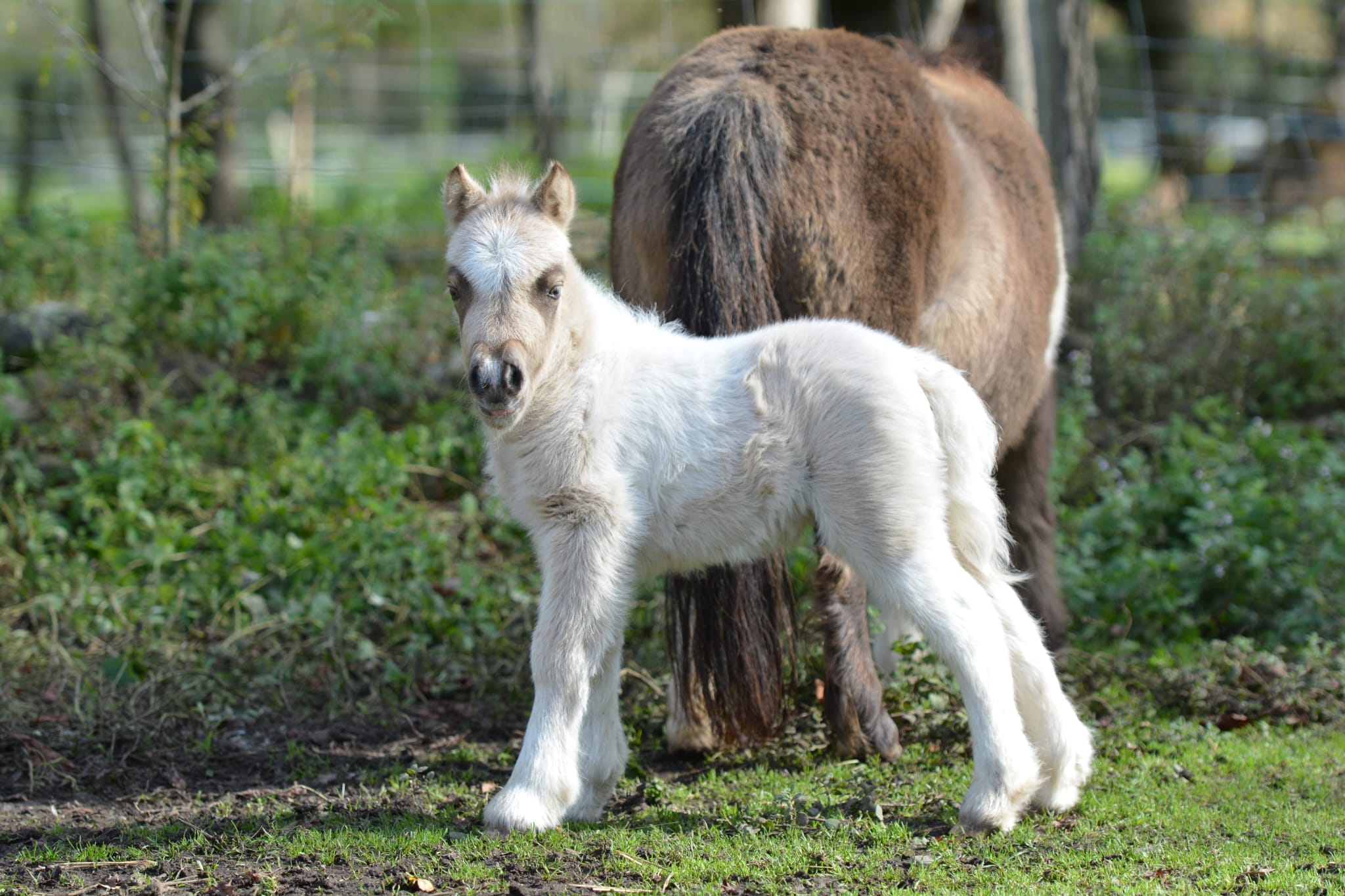 Les cavaliers du lien - Pyrénées-Orientales (66) - Ulule