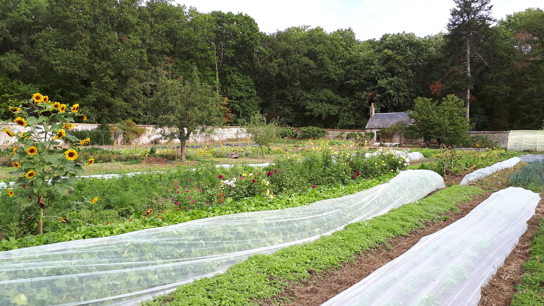 LET'S PROTECT THE FOREST, LET'S PROTECT LA GENRONNIERE - Ulule