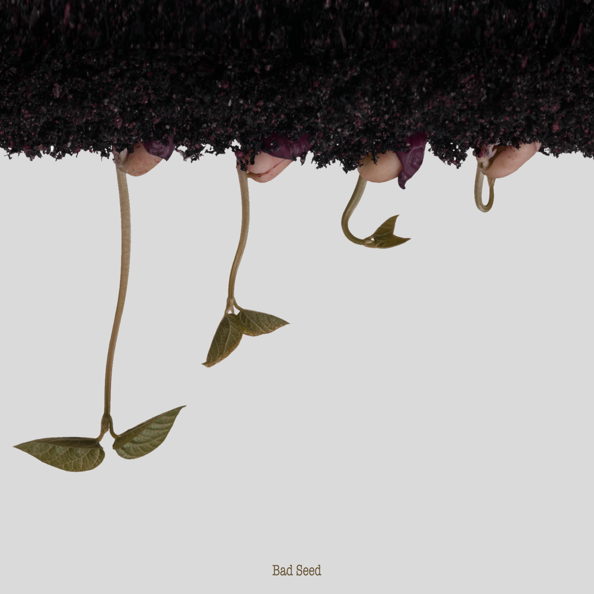 BAD SEED I 1er EP - Ulule