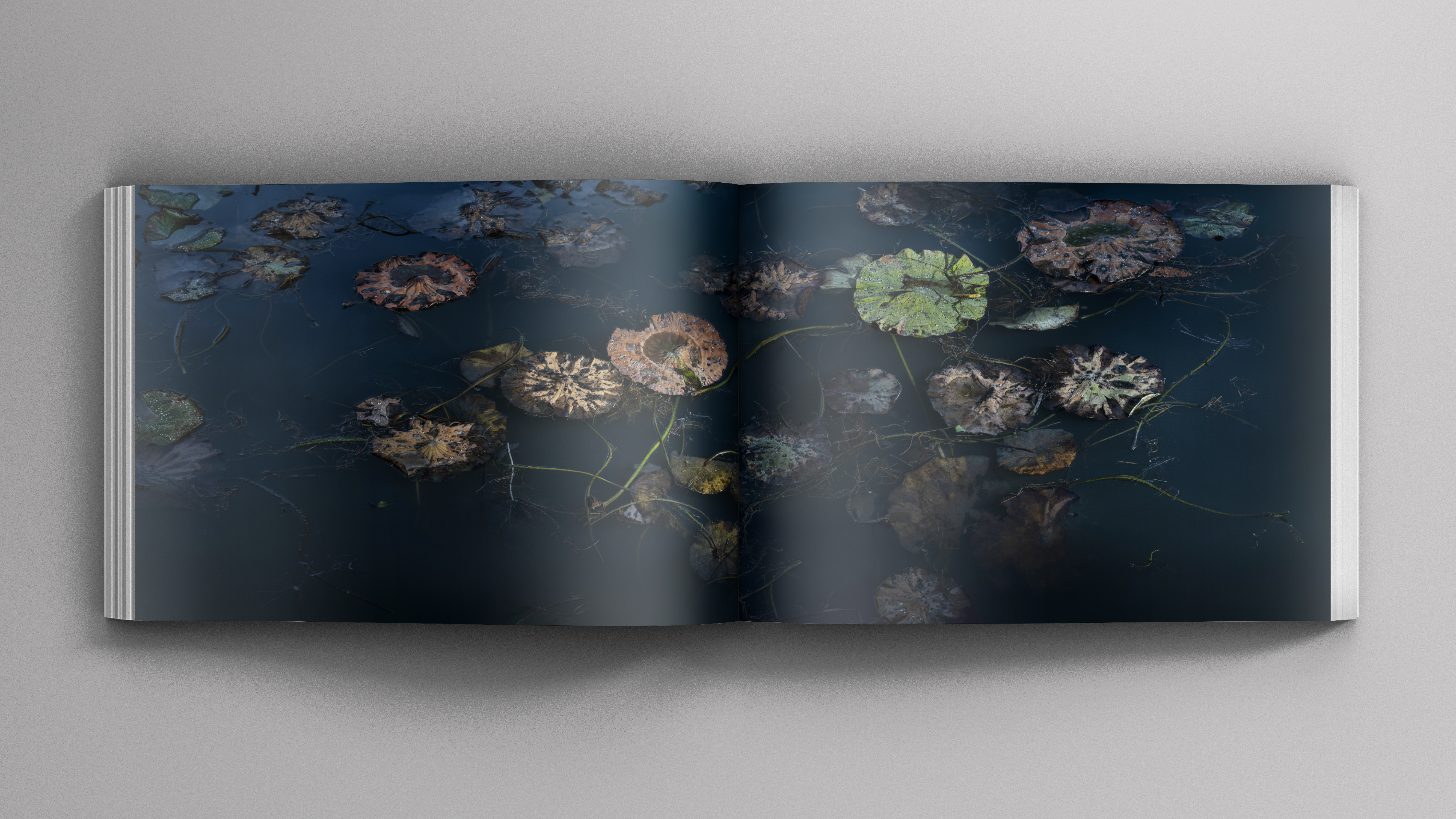 Stéphane Spach, photographe - Ulule