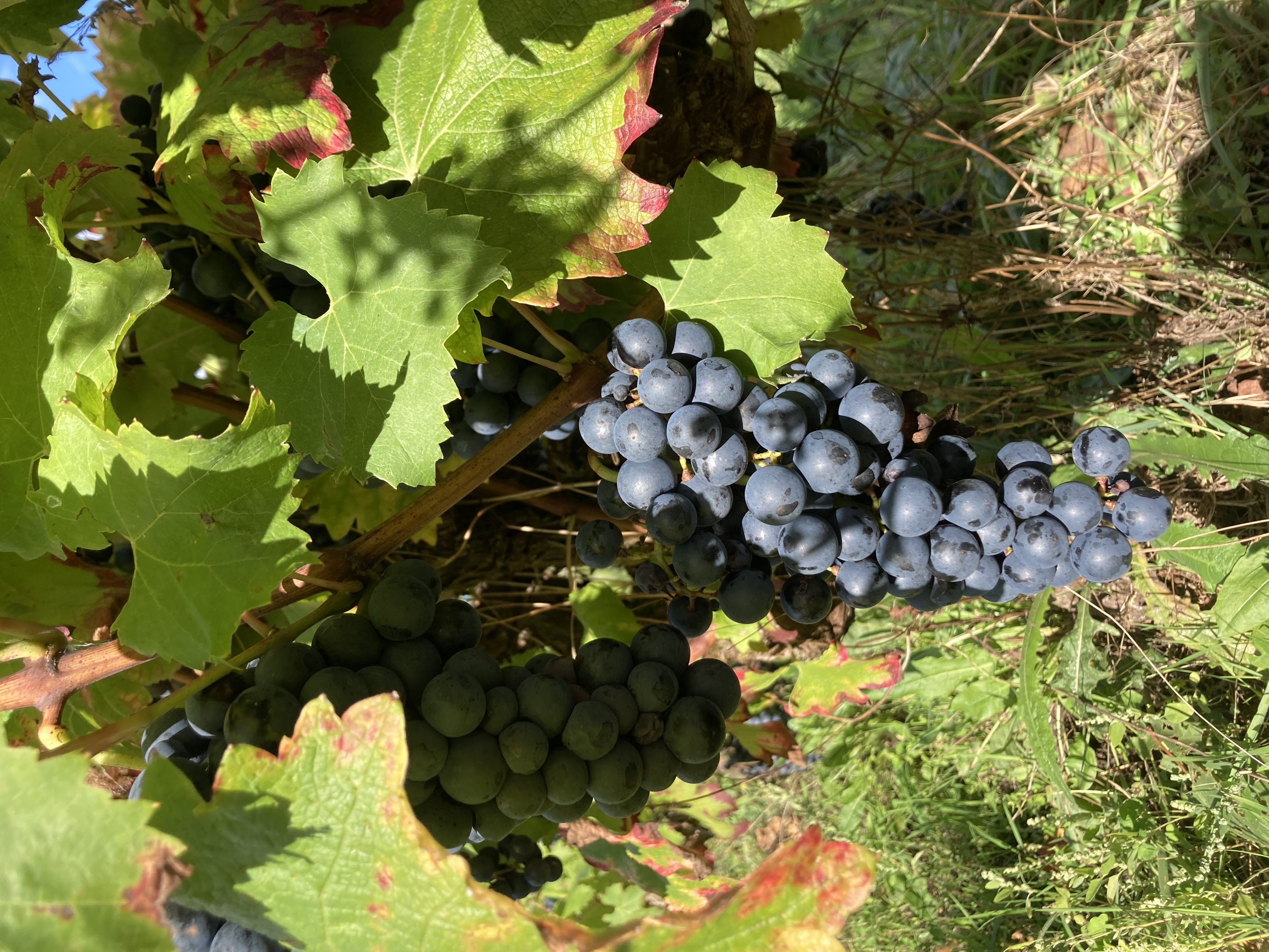 À la découverte des vins nature! - Ulule