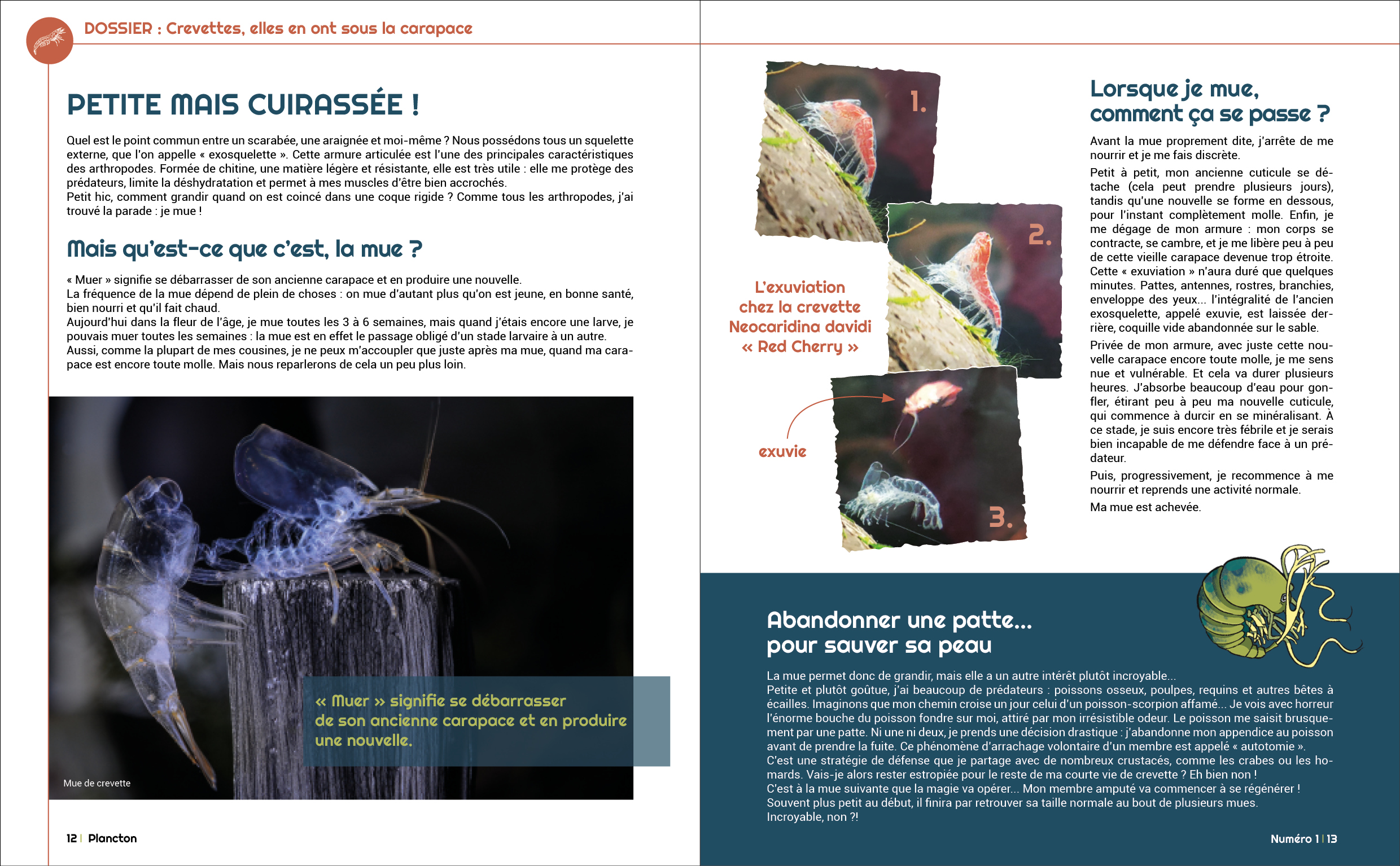 PLANCTON, le magazine qui scrute les océans - Ulule