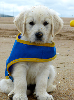 Courir pour Handi'chiens - Eric Hochart - Ulule