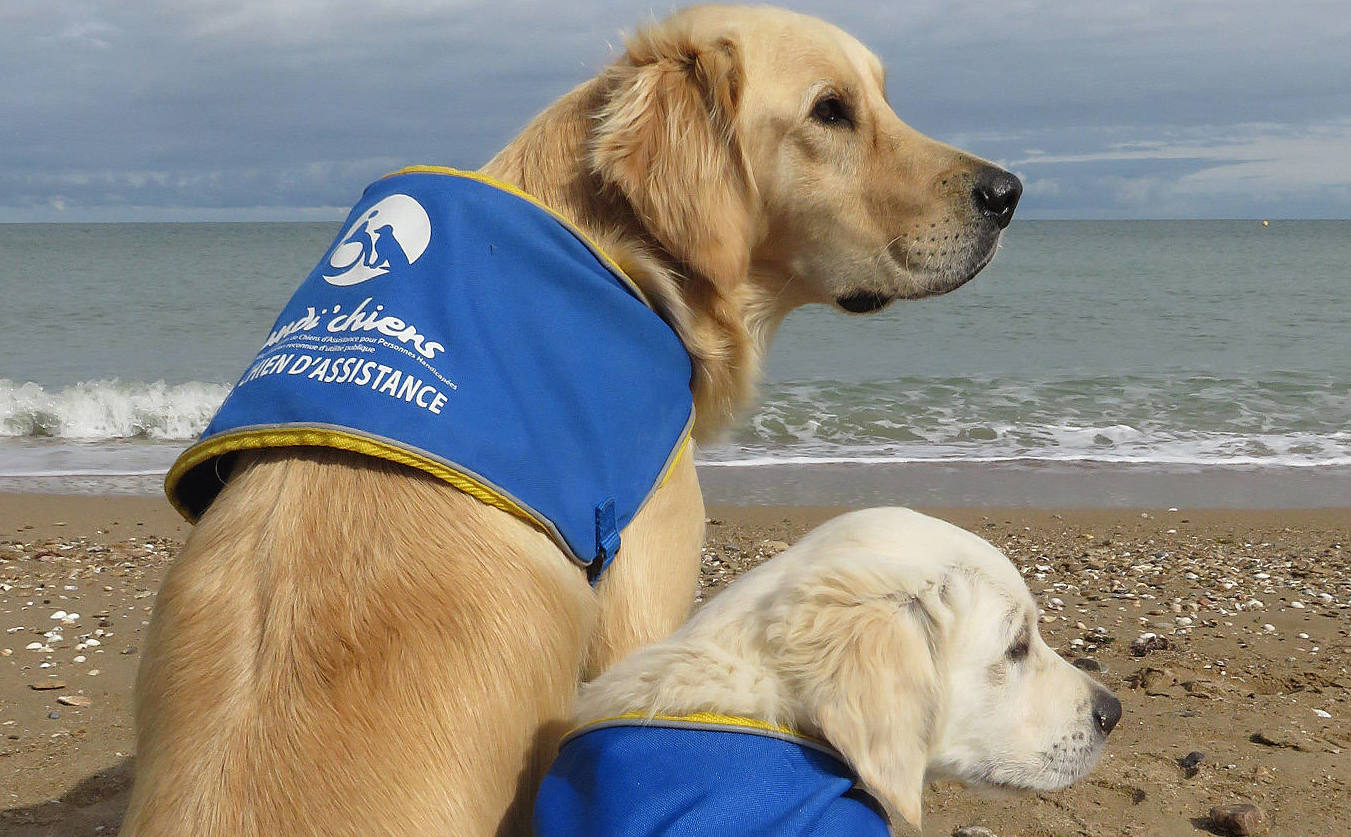 Courir pour Handi'chiens - Eric Hochart - Ulule