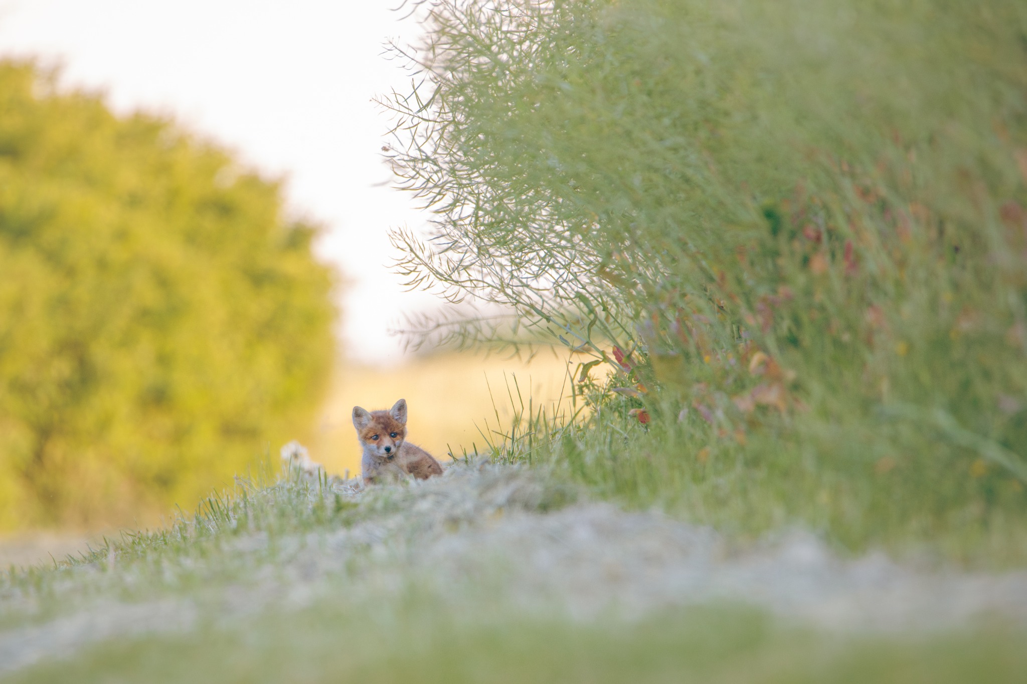 Calendrier 2026 Un autre sauvage - Ulule