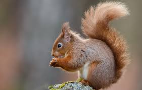 Un terrain pour les muscardins