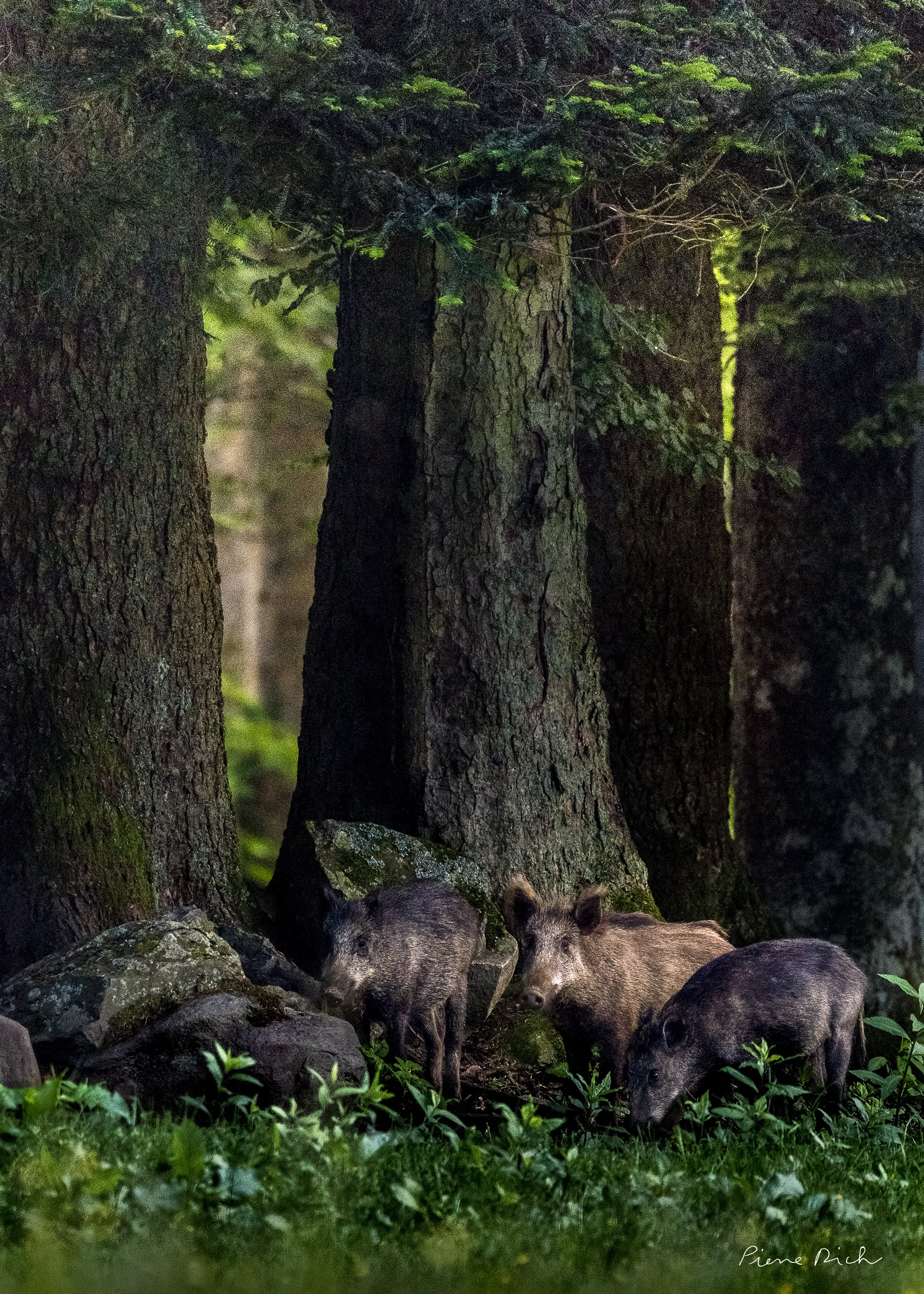 Massif des Vosges, esprit des lieux - Ulule