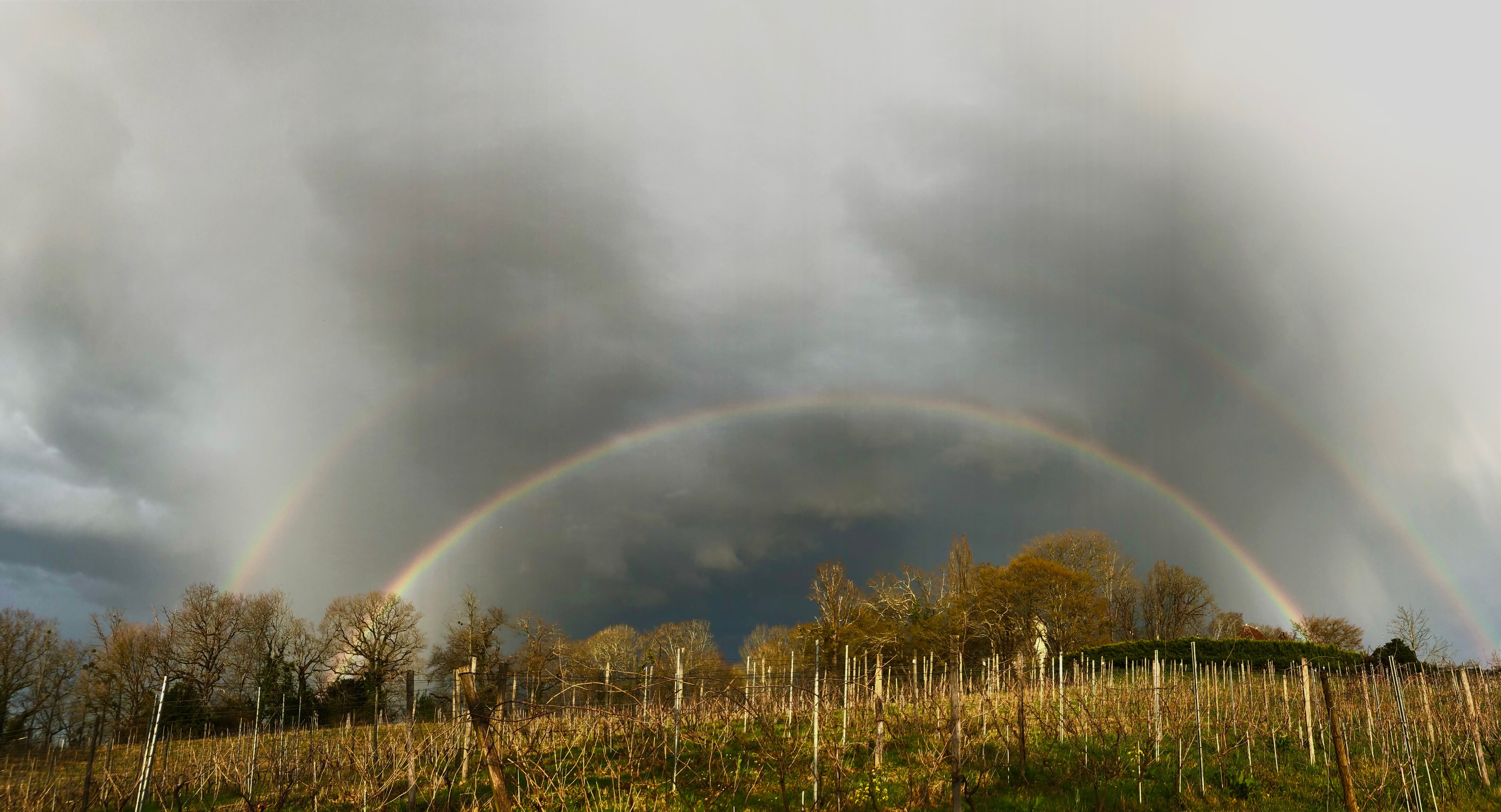 Vin en Mélodies de Couleurs et Imaginaires Symbolistes - Ulule