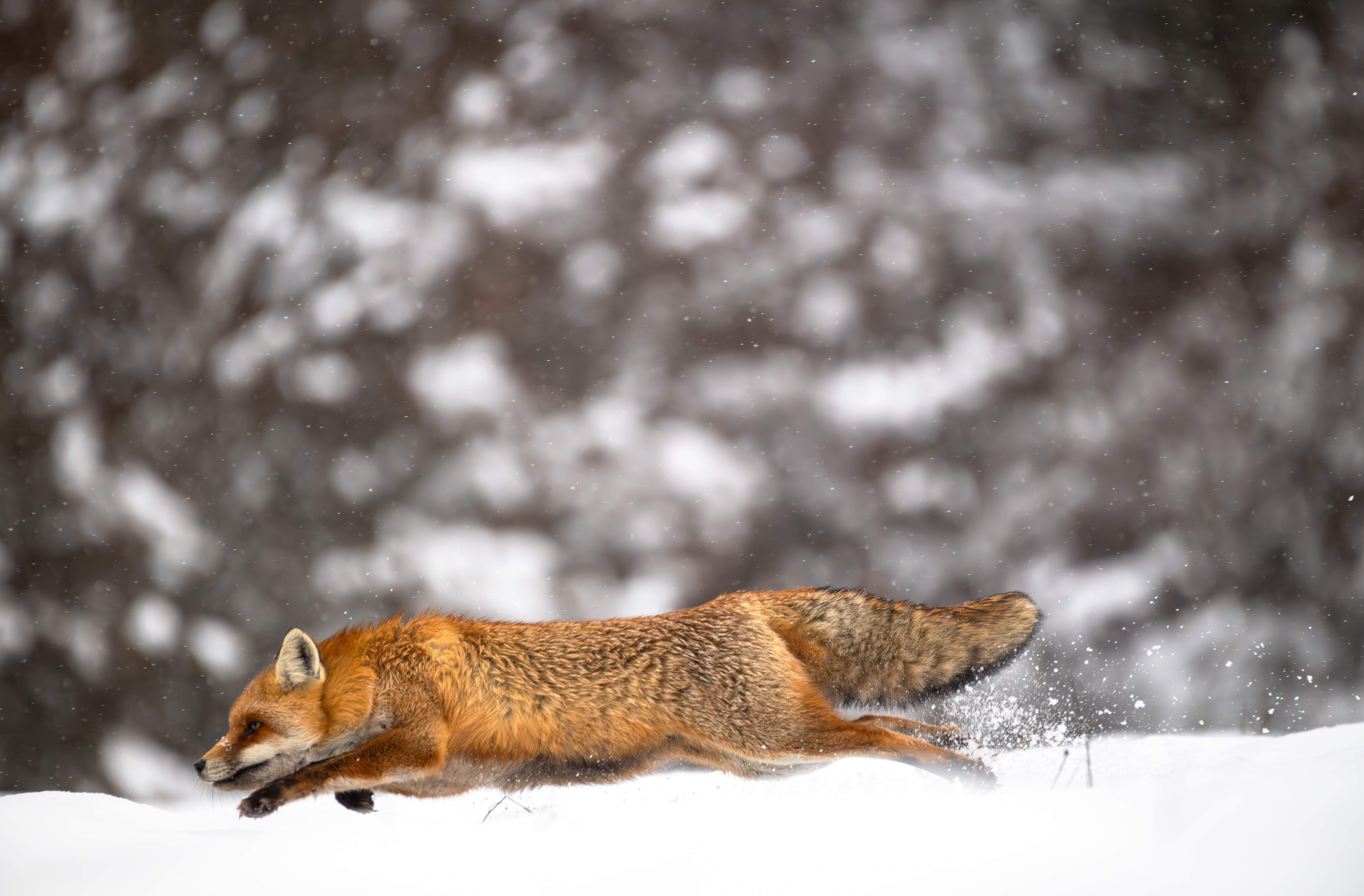 Calendrier de Vie Sauvage 2026 - Ulule