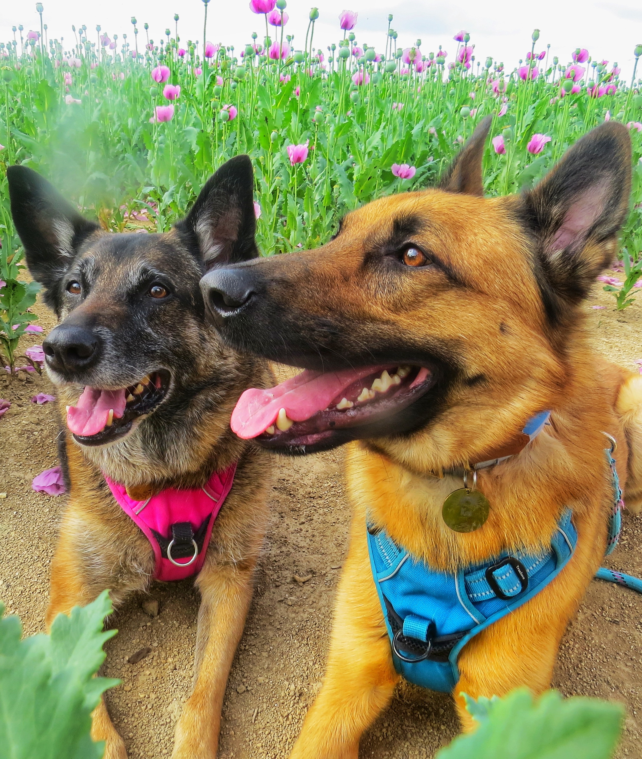 Salon de thé 100% DOG-FRIENDLY à Reims