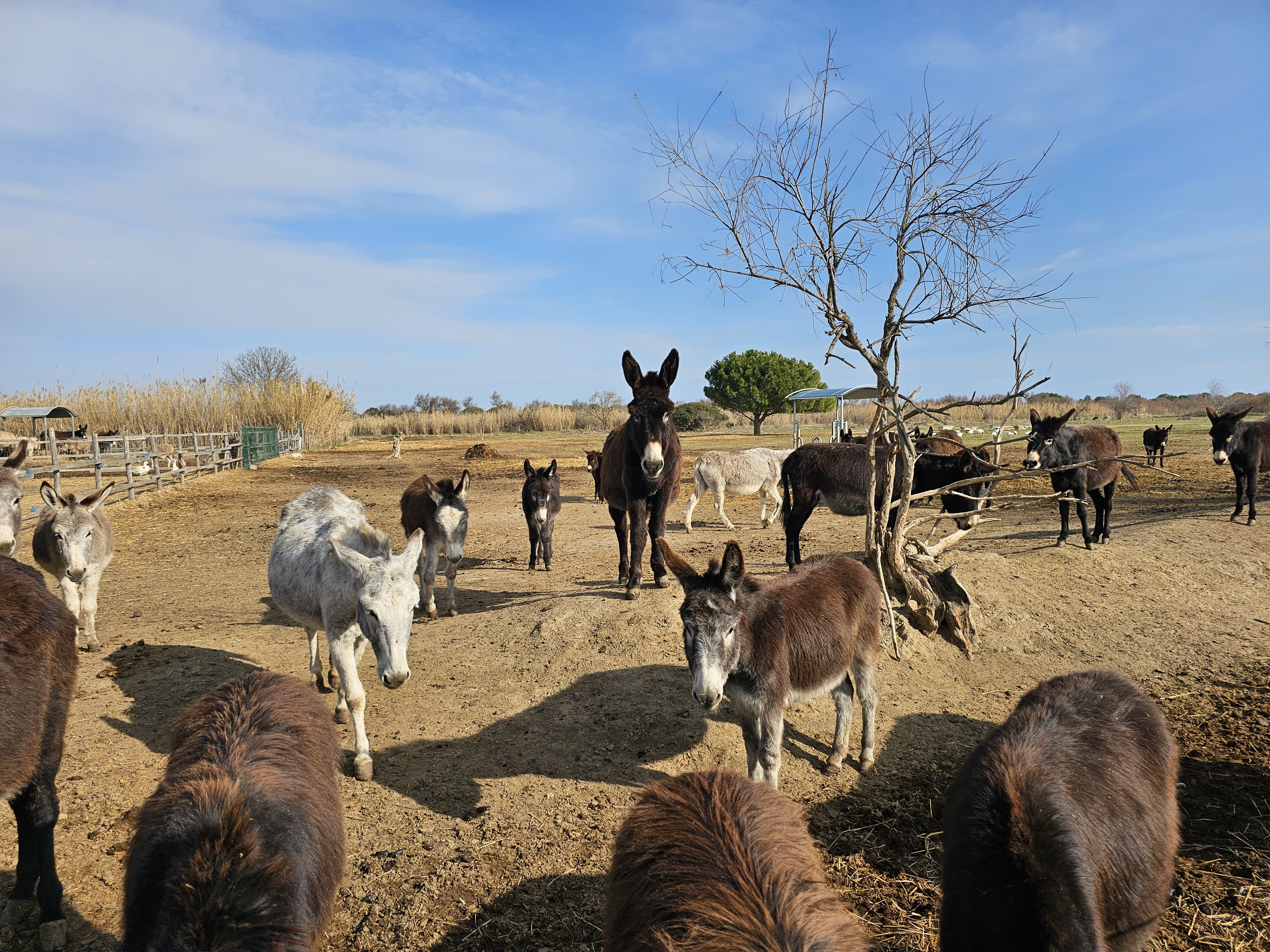 Sauvetage d'animaux en détresse - 66440 Torreillles - Ulule