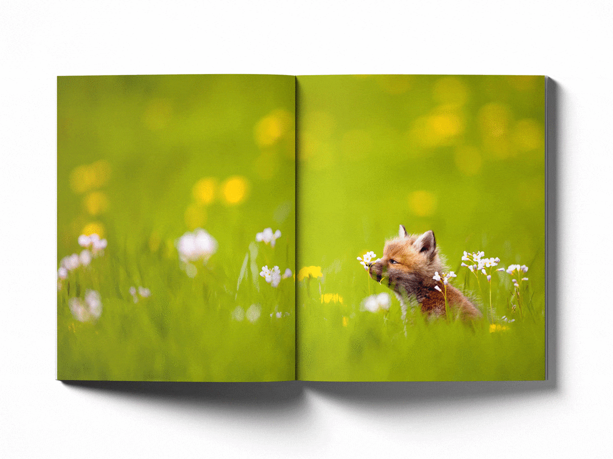 "À pas feutrés" Nouveau livre engagé pour la nature - Ulule