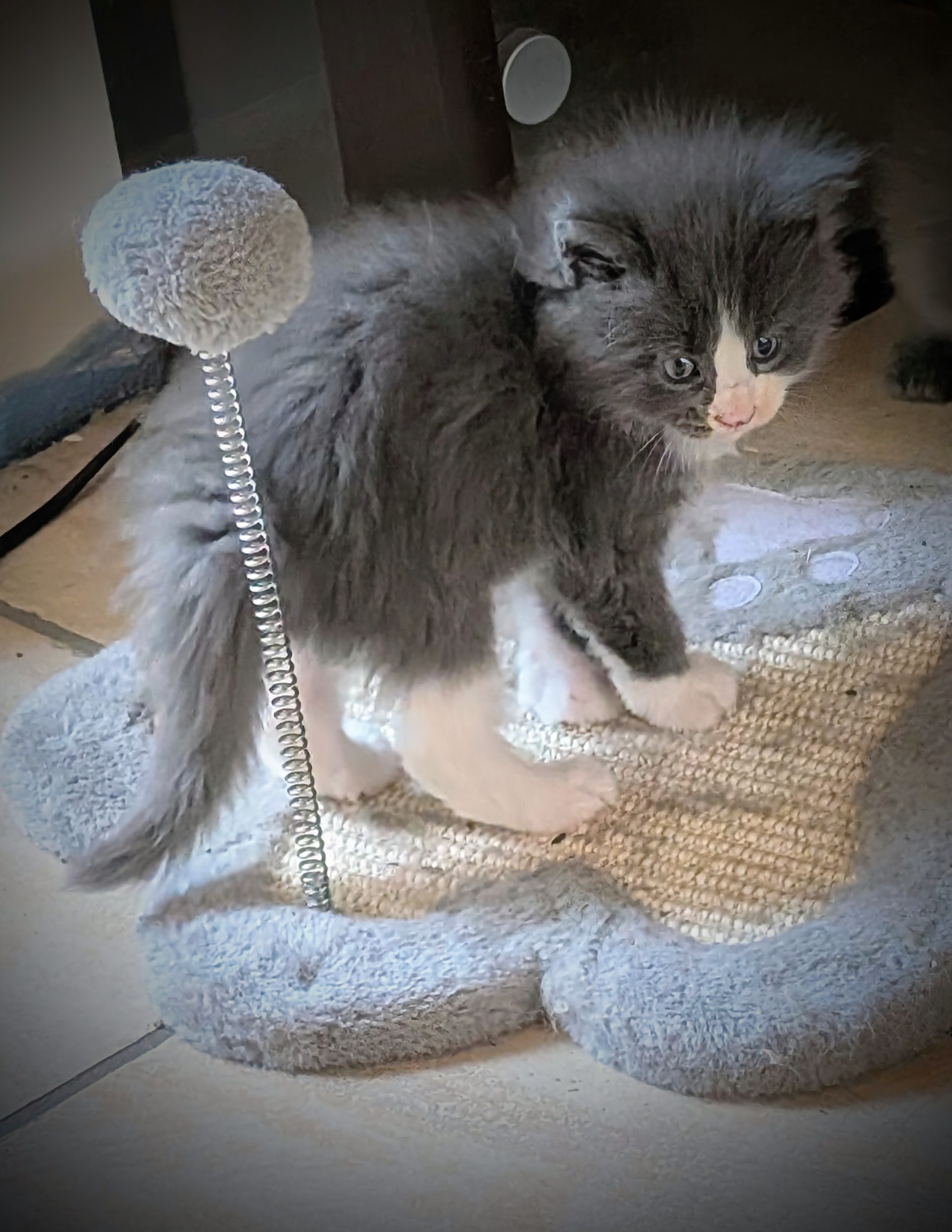 Ti&Alo pet's - Ulule