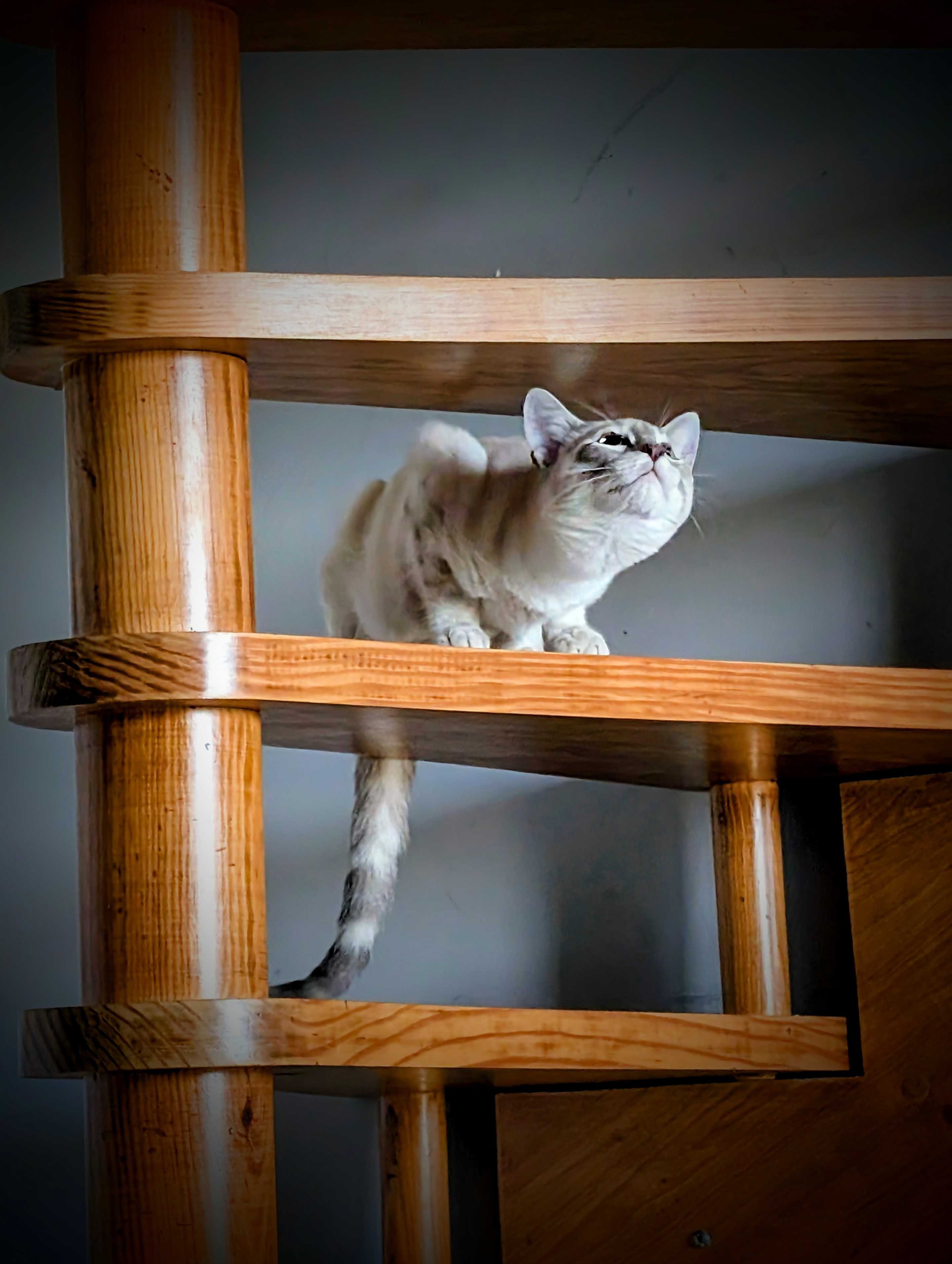 Ti&Alo pet's - Ulule