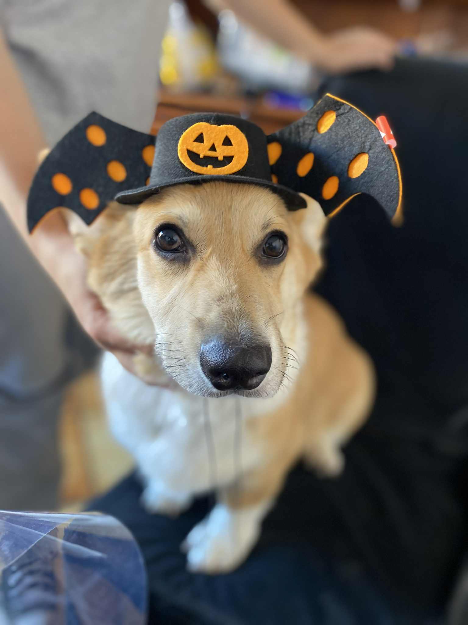 Ti&Alo pet's - Ulule