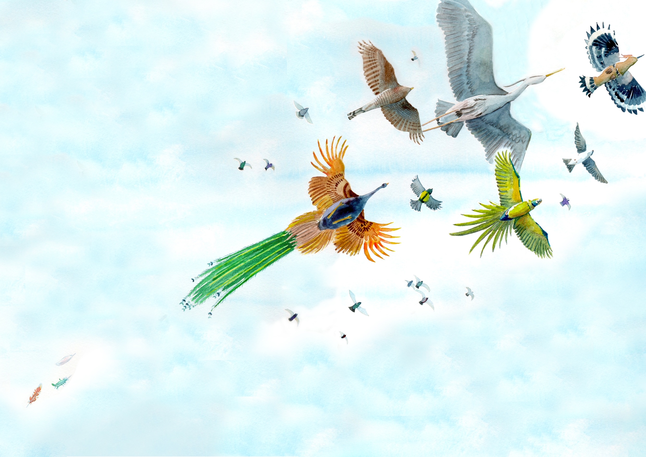 Livre jeunesse illustré "L'envol des oiseaux" (3-10 ans)