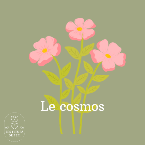 LES FLEURS DE PEPI à Coutances