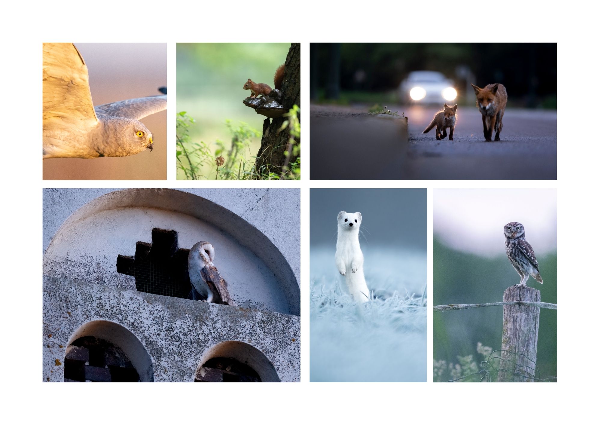 Calendrier 2026 Faune Sauvage - Ulule