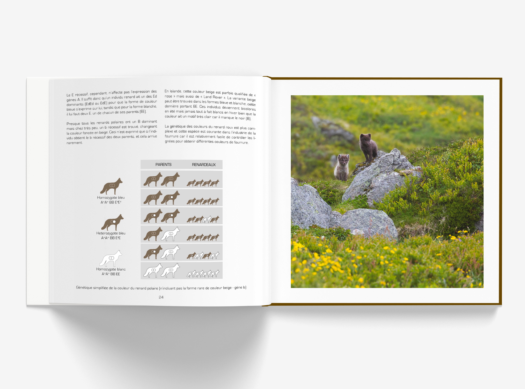 Melrakki, le renard polaire Islandais (V2.0) - Ulule