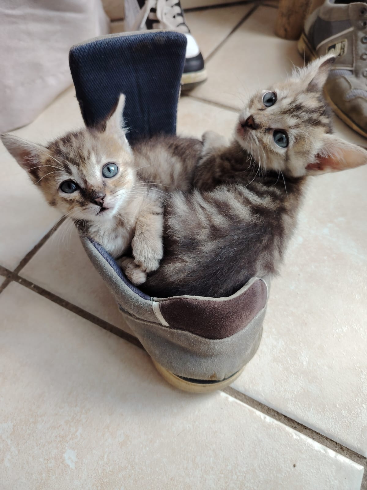 Sauvons ensemble des moustaches 😺 ! - Ulule