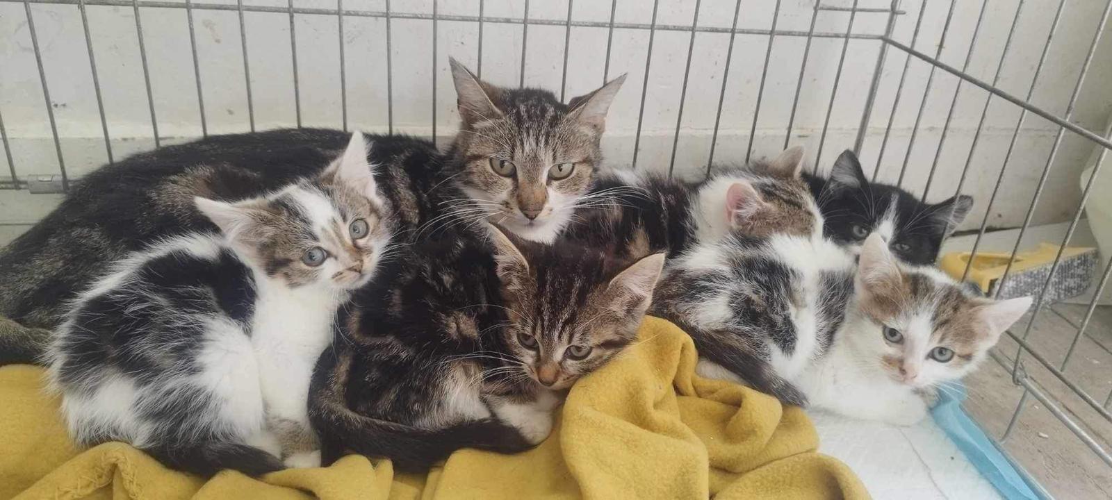 Un refuge pour les chats de la Patte Normande - Ulule