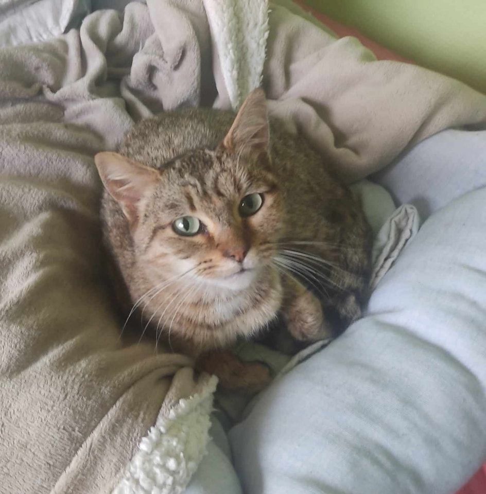 Un refuge pour les chats de la Patte Normande - Ulule
