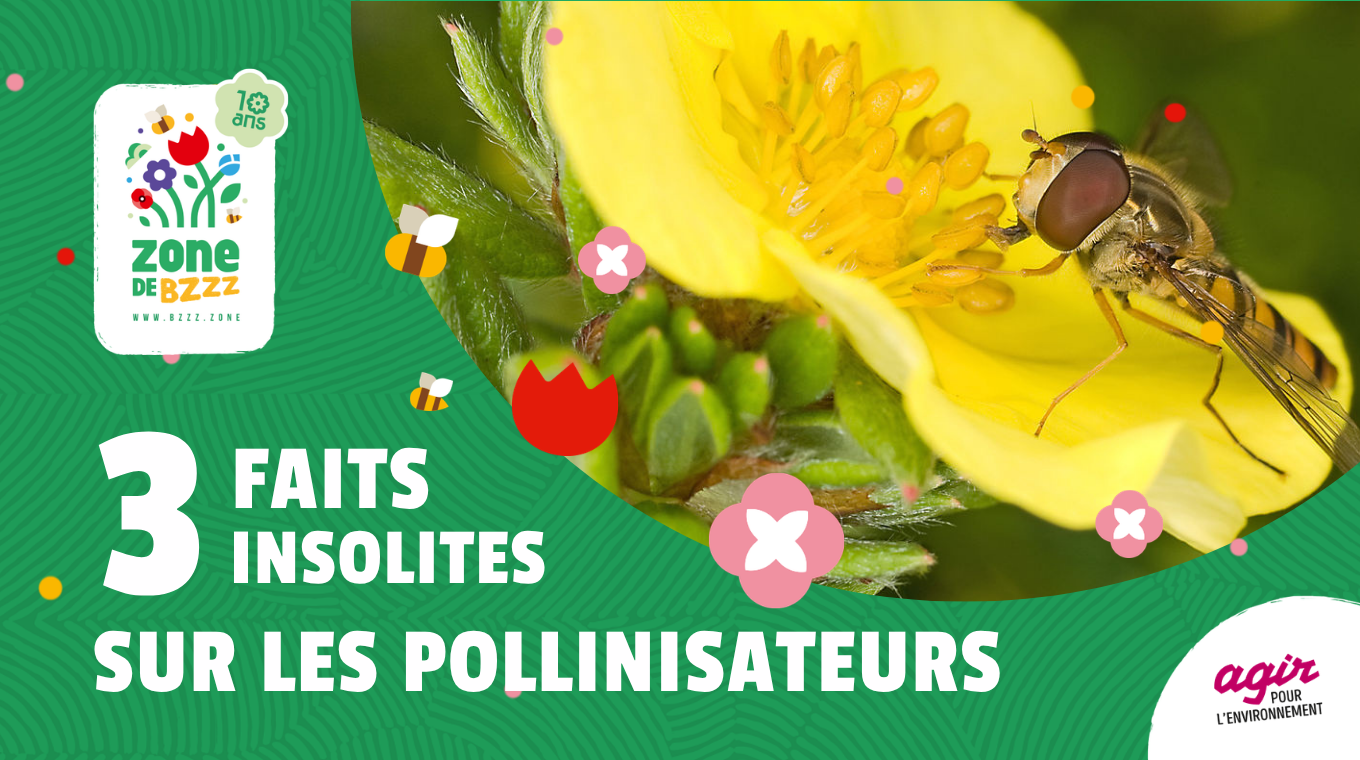 Zone de Bzzz fête ses 10 ans ! - Ulule