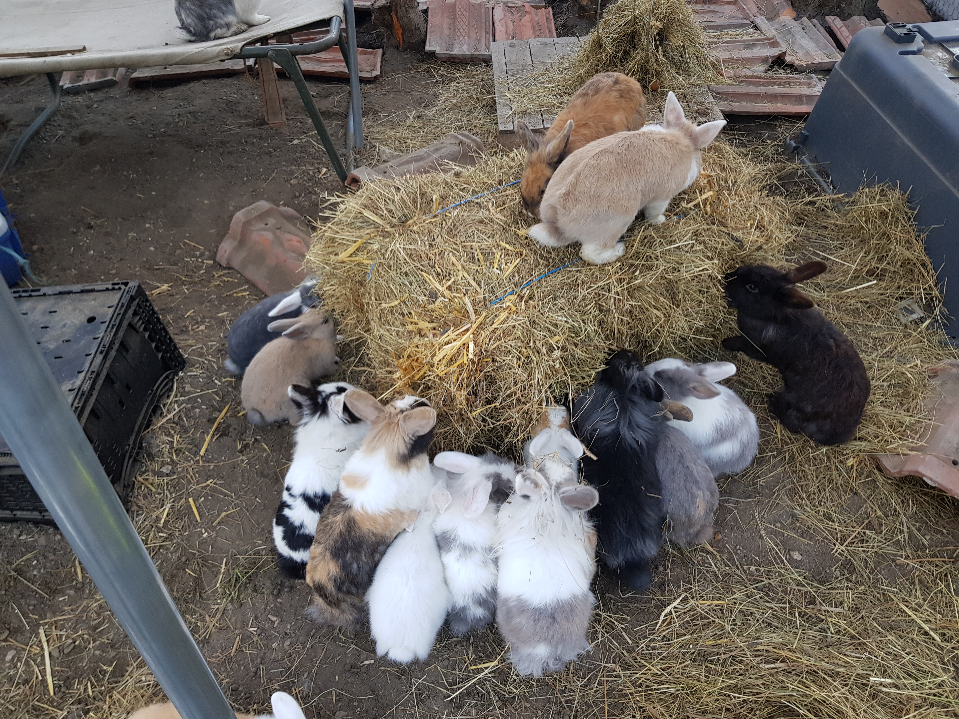 Sauvons les lapins de laboratoire ! - Ulule