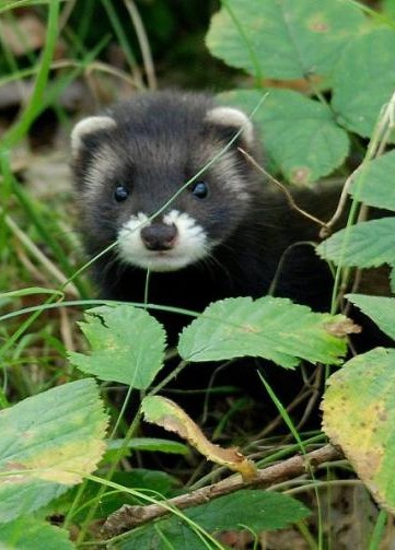 Sauvegarde d'une parcelle sauvage en Limousin - Ulule