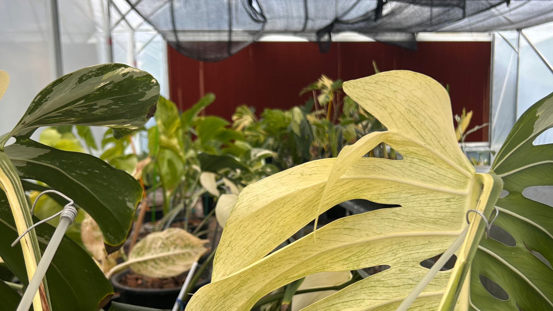 Des plantes rares, des prix justes, un impact réduit - Ulule