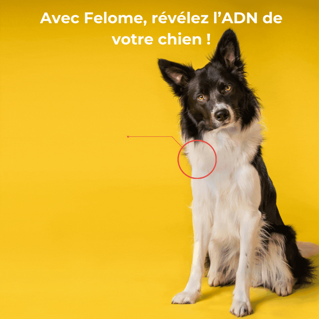 FELOME le test ADN de votre chien
