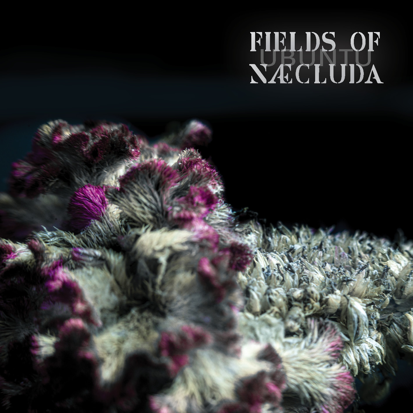Deuxième album de Fields of Naecluda : UBUNTU - Ulule