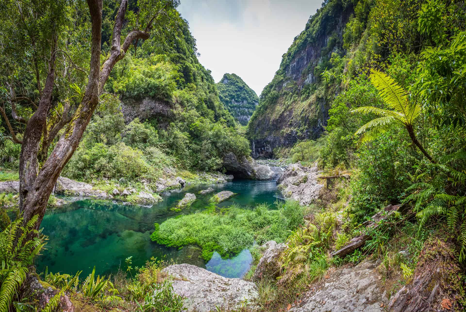 Lutte contre les nuisibles 100% écologique à La Réunion - Ulule