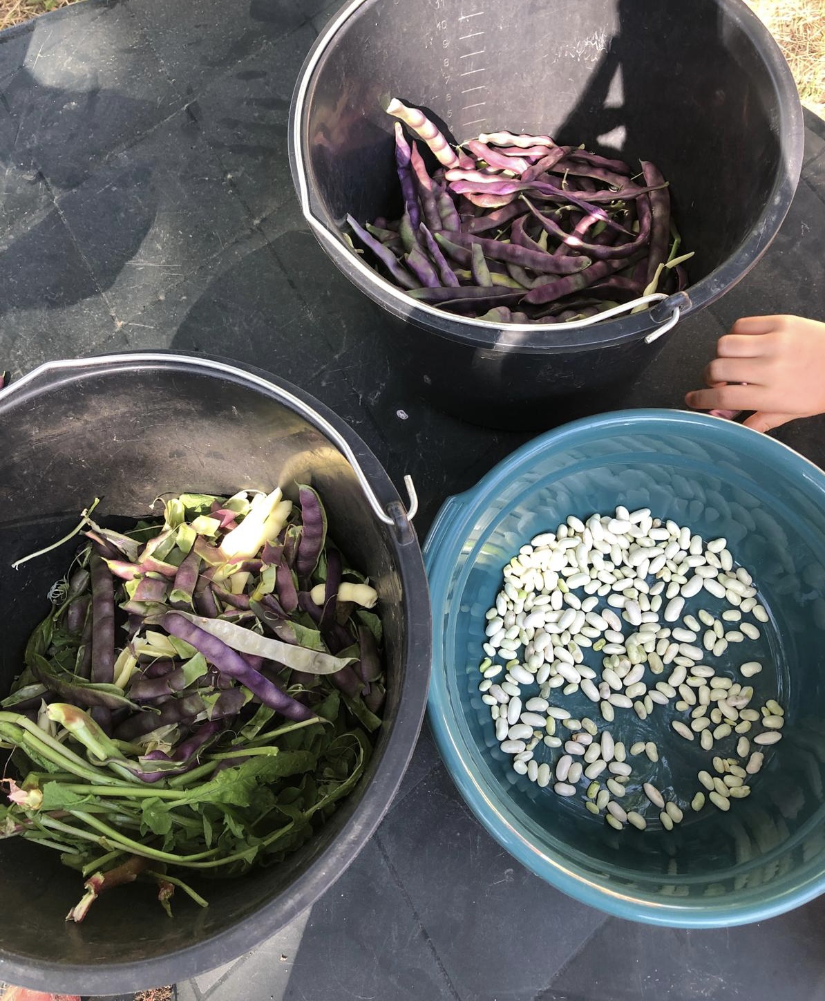 Ouverture du potager solidaire et inclusif de la Providence - Ulule