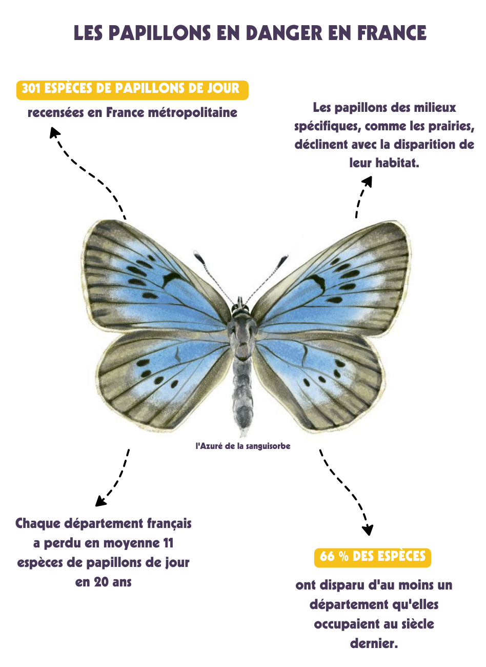 ⏳ Un Abri pour Observer, Protéger et Nourrir les Papillons - Ulule