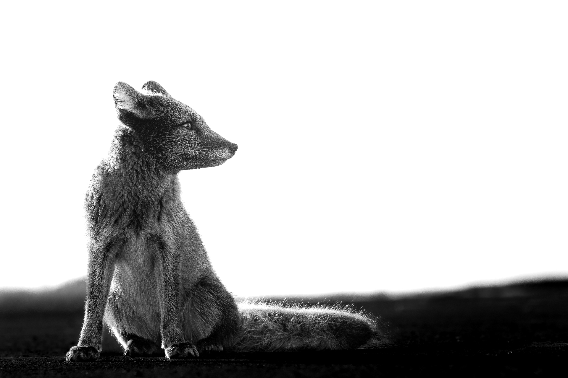 Pré-commande Tee-shirts et Hoodies PFN Made in France